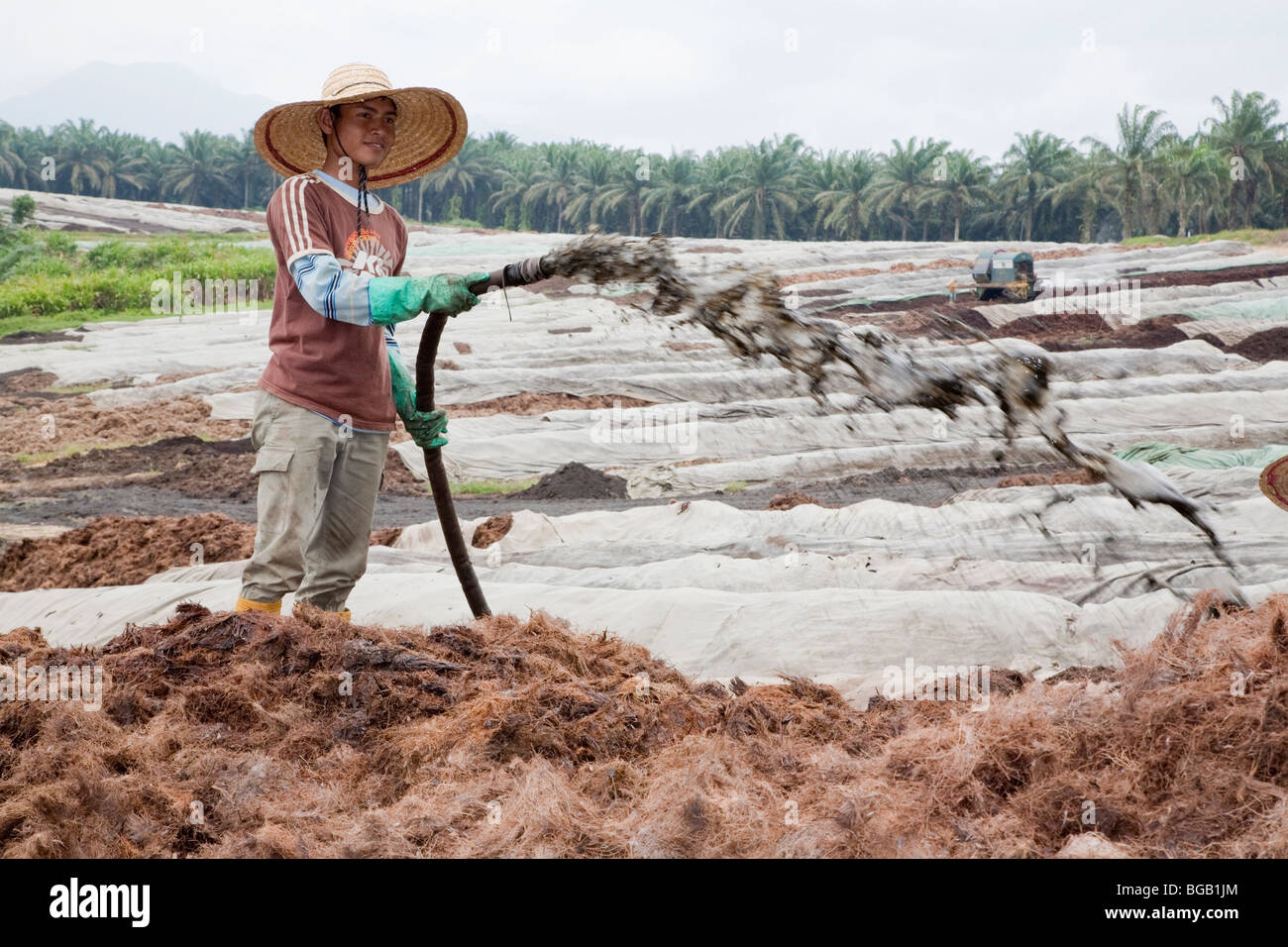 Worker spraying effluent from the palm oil milling process on compost ...