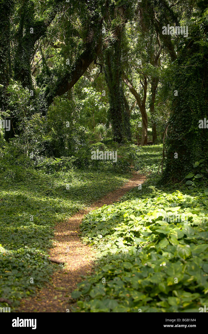 Jungle forest trees in Maui, Hawaii Stock Photo - Alamy