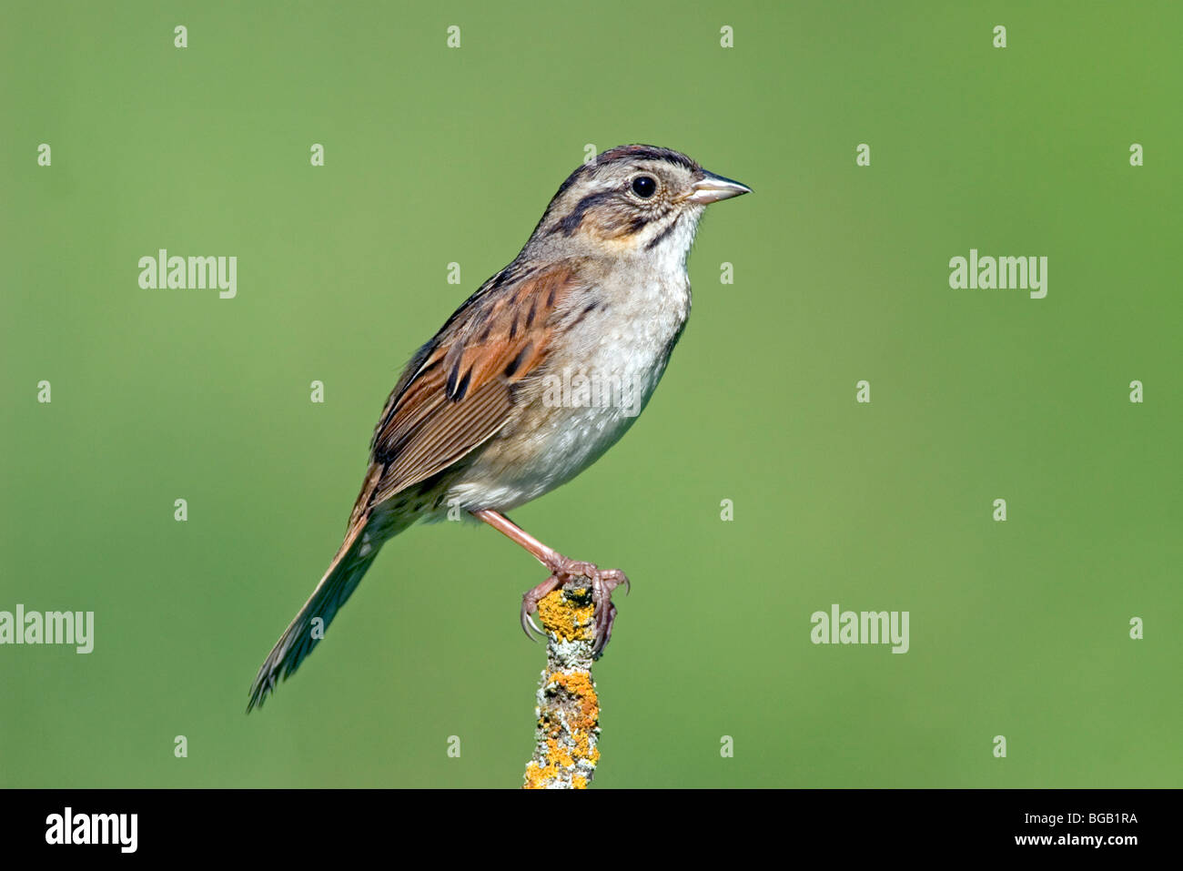 Bird sparrow swamp sparrow hi-res stock photography and images - Alamy