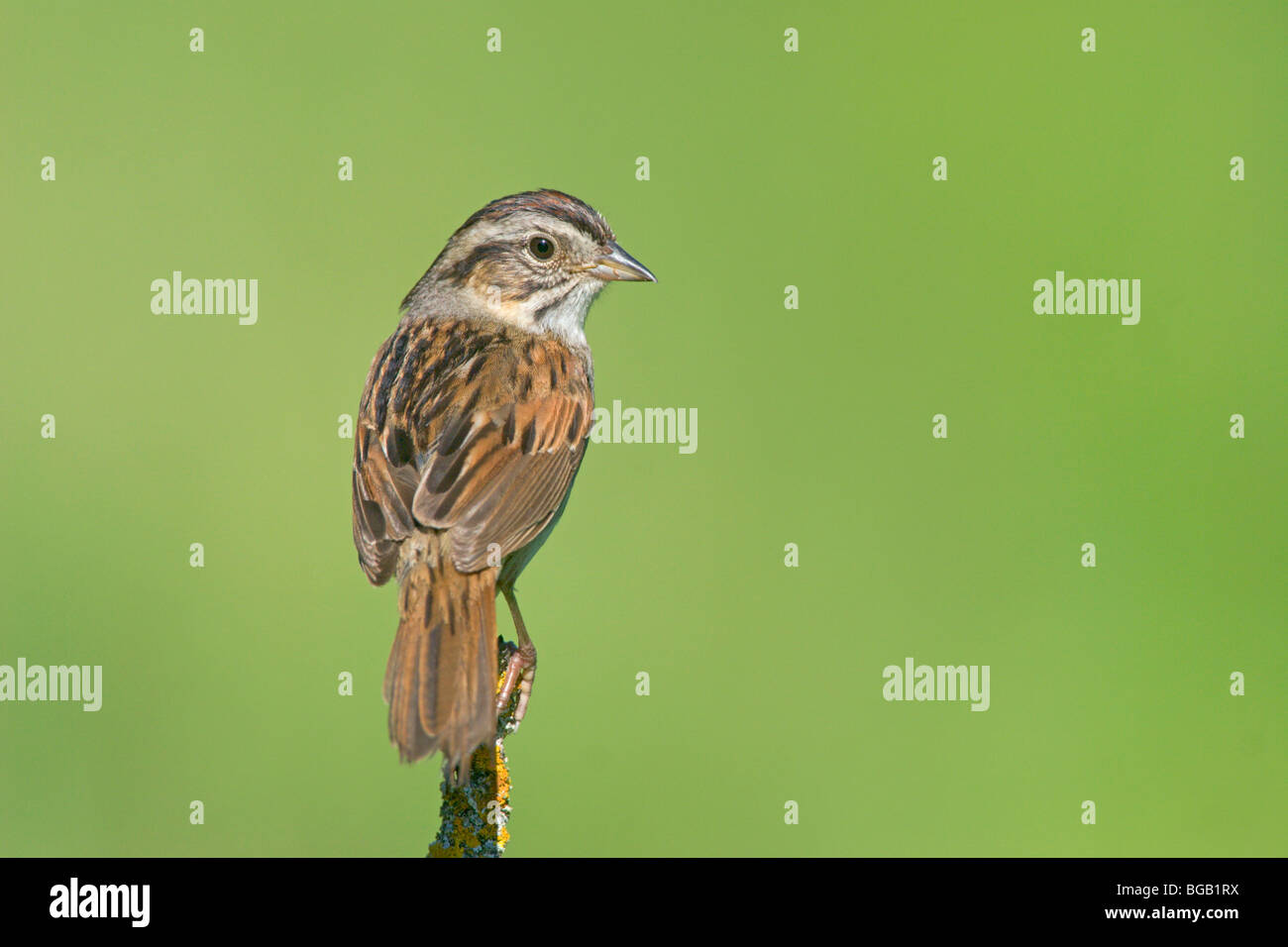 Bird sparrow swamp sparrow hi-res stock photography and images - Alamy