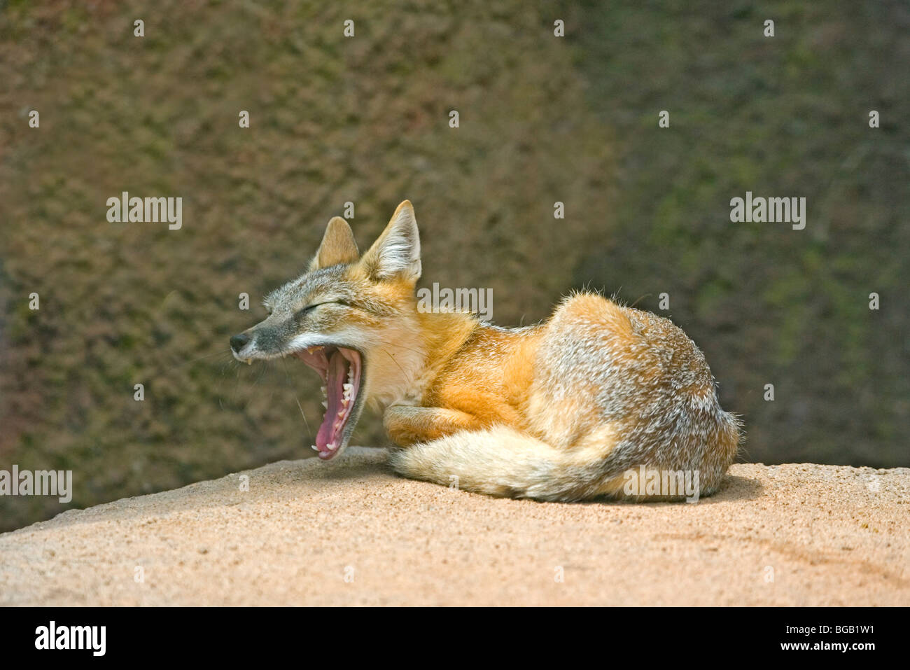 Swift fox hi-res stock photography and images - Alamy