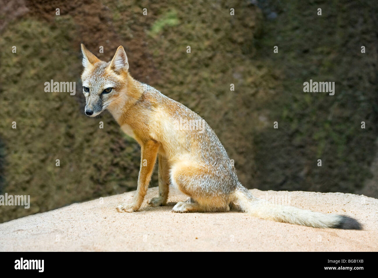 Swift Fox High Resolution Stock Photography and Images - Alamy