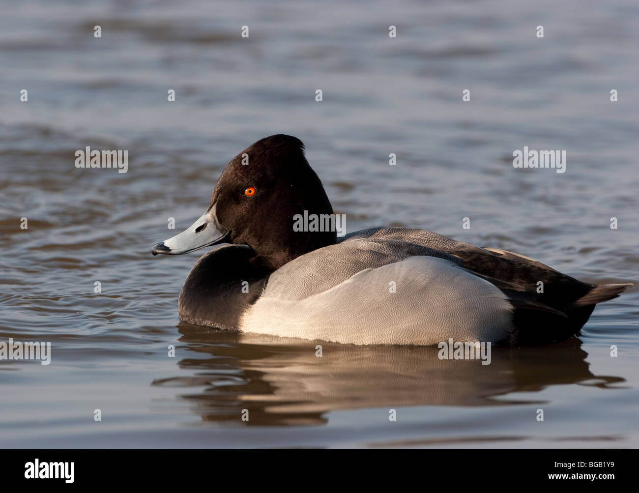 Pochard x Tufted Duck hybrid swimming in the Ouse Washes at Welney ...