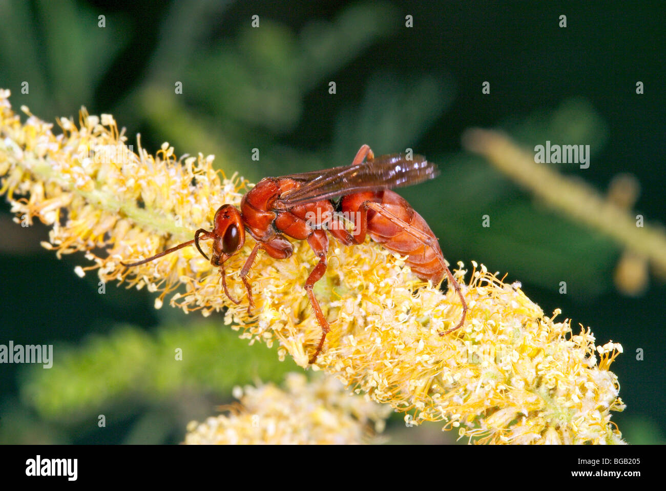 Spider wasp hi-res stock photography and images - Alamy