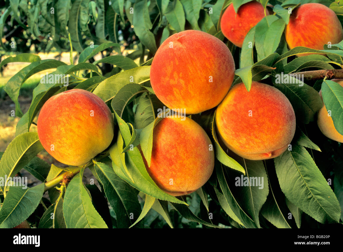 Mature peach fruits on peach tree hi-res stock photography and images ...