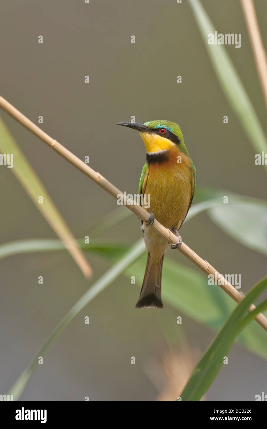 Portrait of a bee-eater in southern Africa. The photo was taken in ...