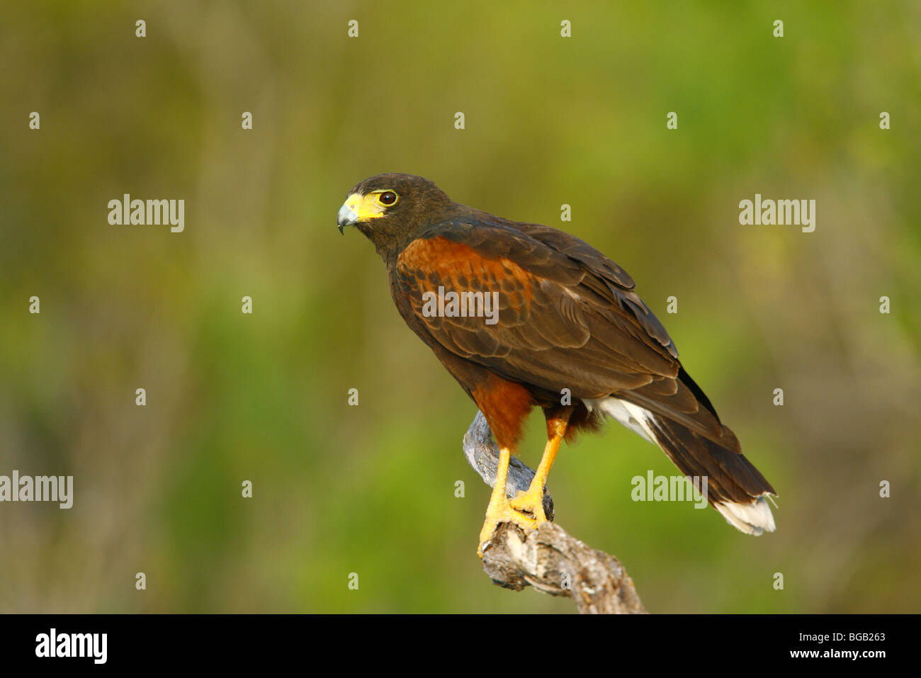 Harris hawk and talons hi-res stock photography and images - Alamy