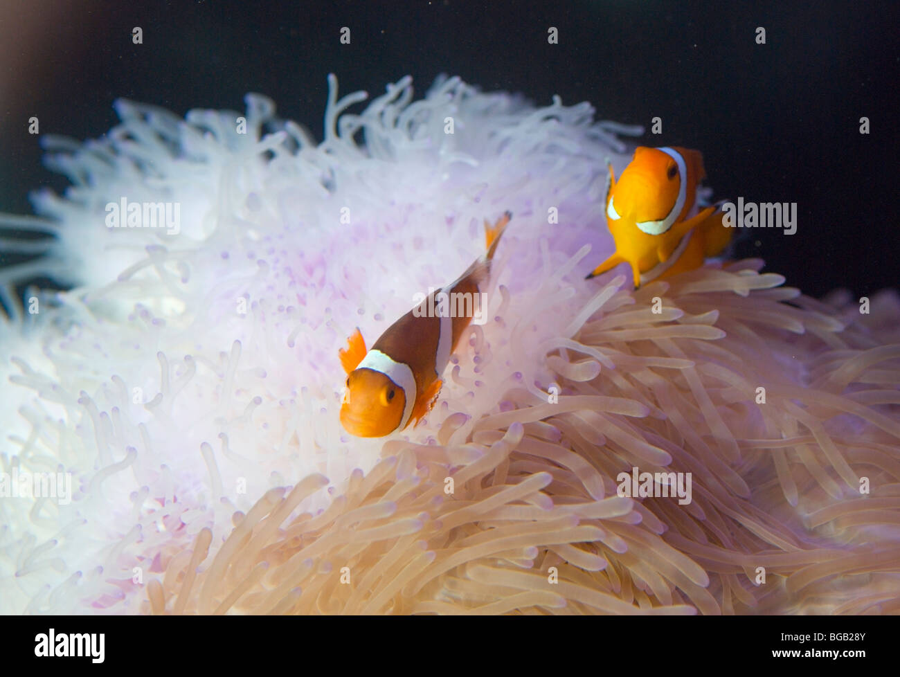Samui Tiger Zoo And Aquarium, Samui, Thailand; Tropical Fish Swimming ...