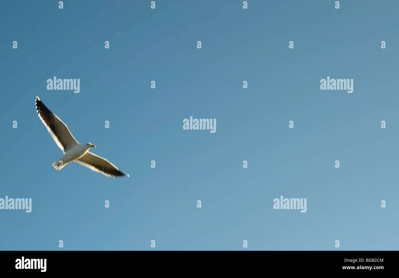 Seagull; Flying Seagull In The Air Stock Photo - Alamy