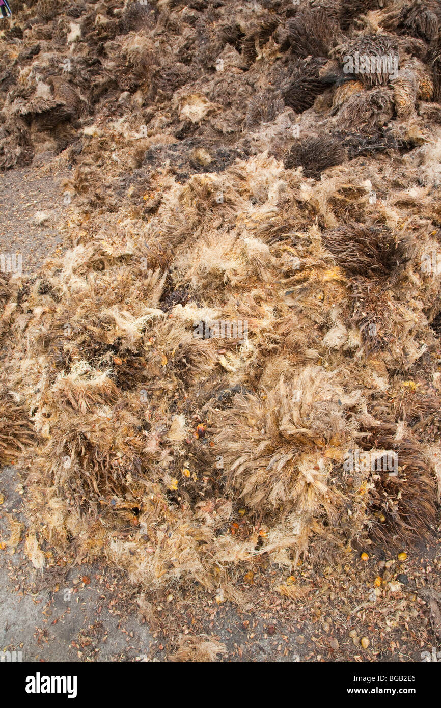 Empty Fruit Bunches High Resolution Stock Photography and Images - Alamy