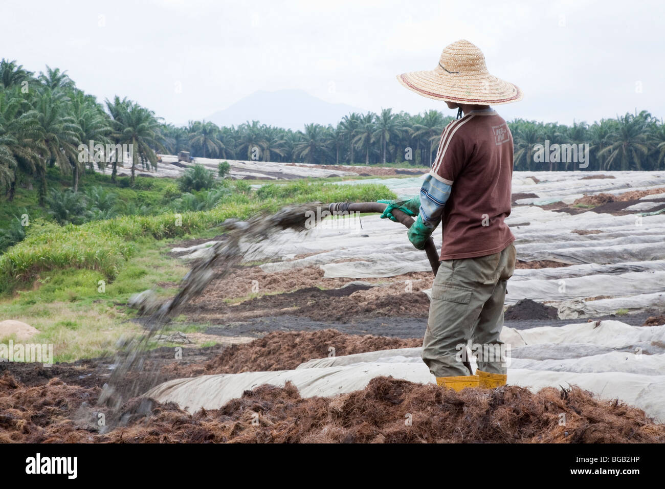 Worker spraying effluent from the palm oil milling process on compost ...