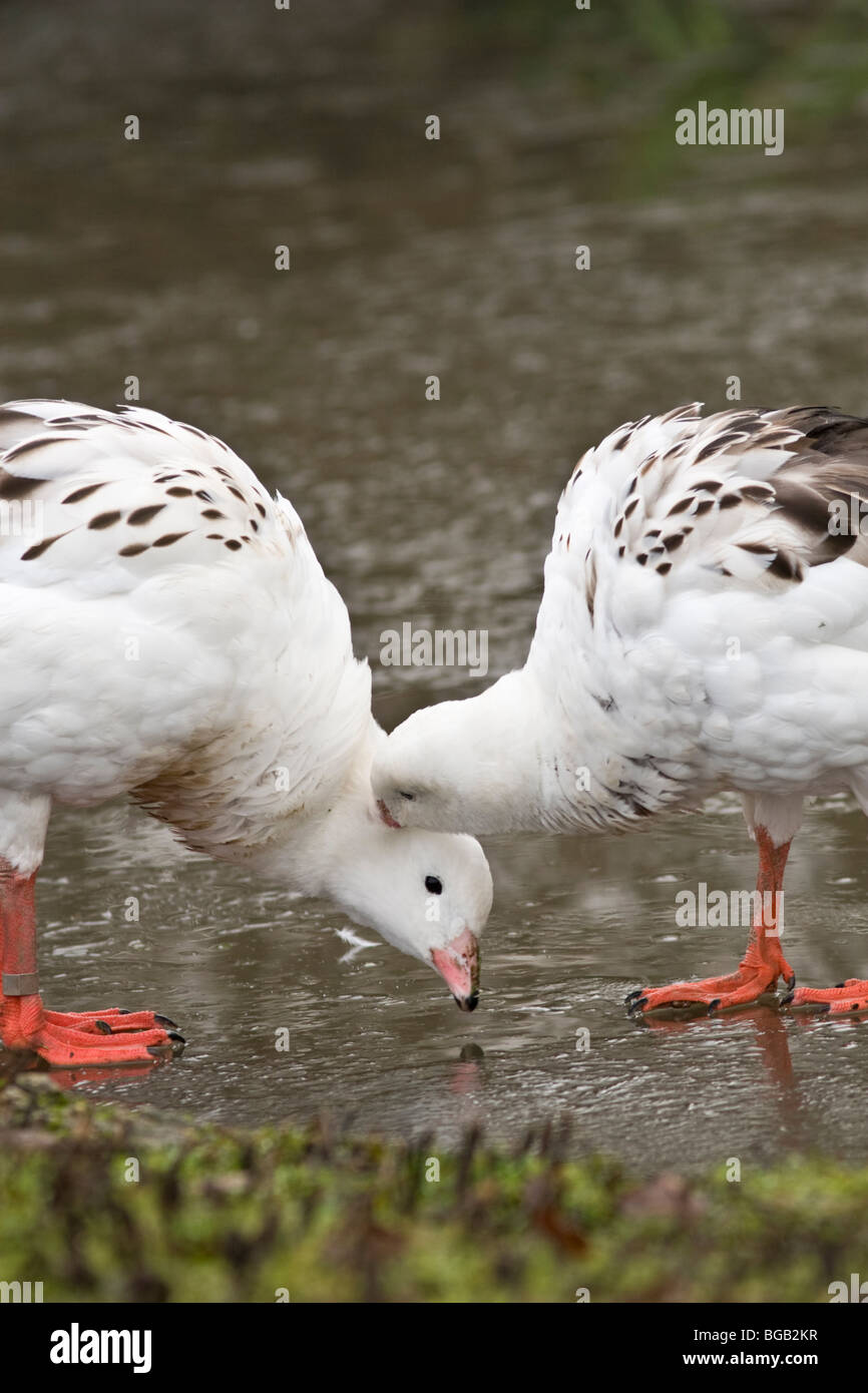 Andean geese Chloephaga melenoptera standing on ice Slimbridge Wetlands ...