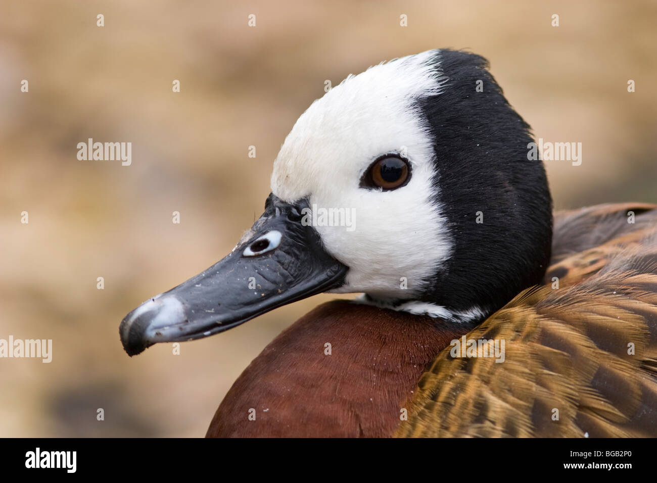 White faced whistling duck hi-res stock photography and images - Alamy