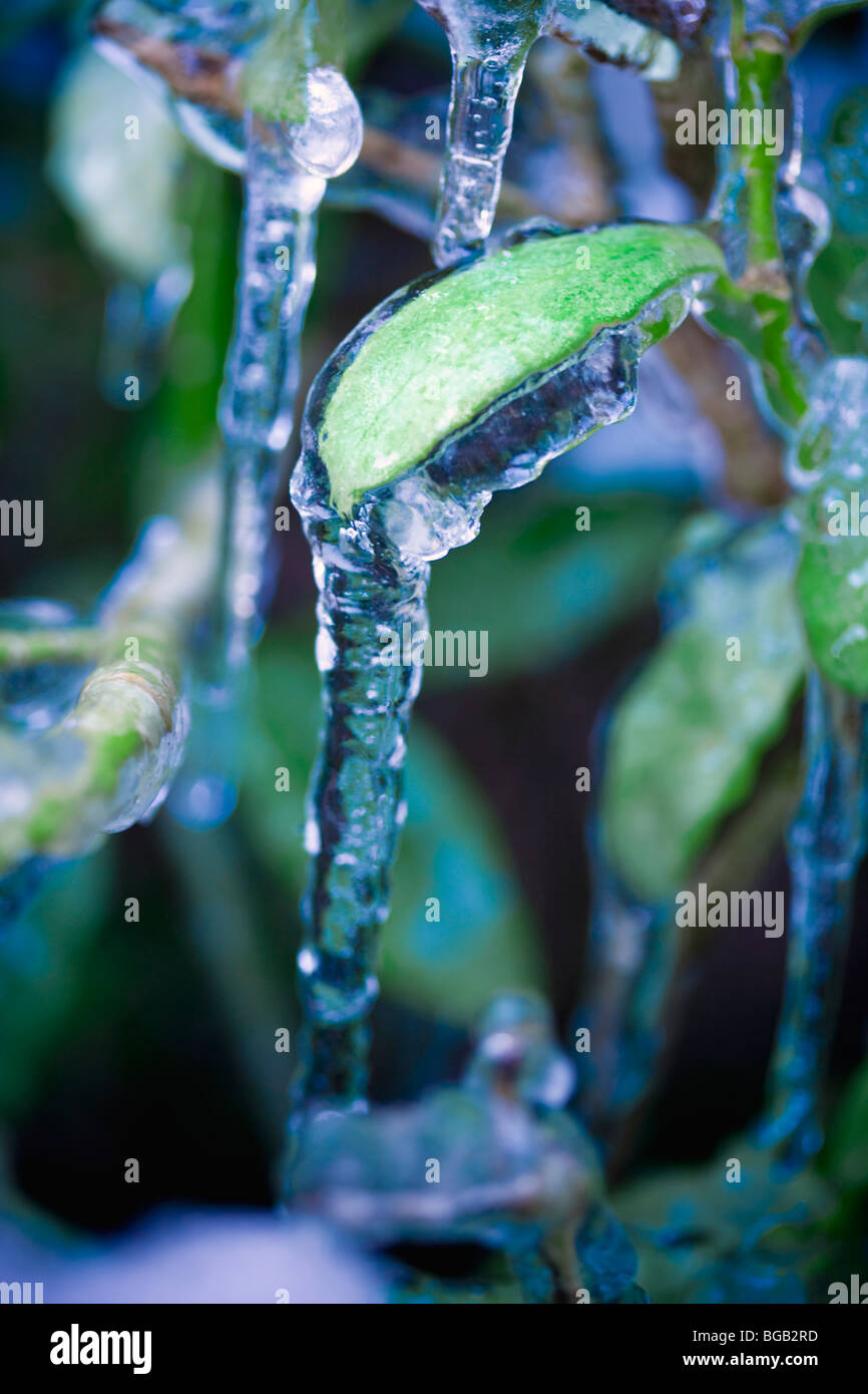 Icicles; Icicles On Green Plant Stock Photo - Alamy