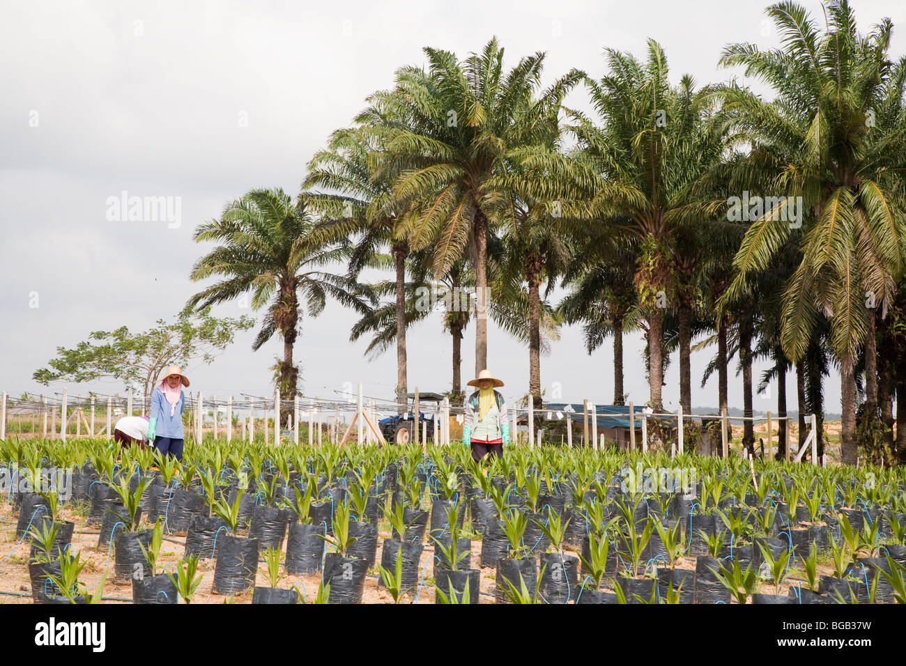 Palm oil rspo labour hi-res stock photography and images - Alamy