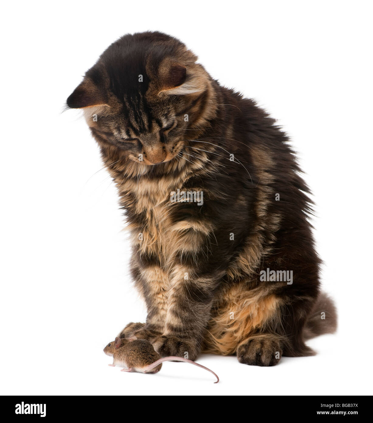 Maine Coon looking at wild mouse, 7 months old, in front of white ...
