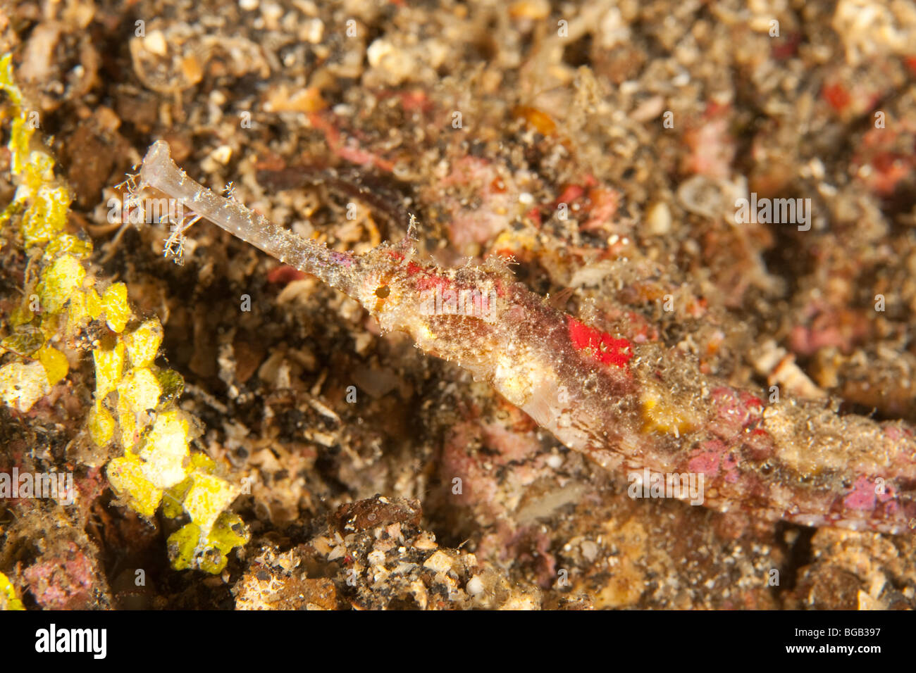 Short-tailed Pipefish (Trachyrhamphus bicoarctatus), Lembeh Strait ...