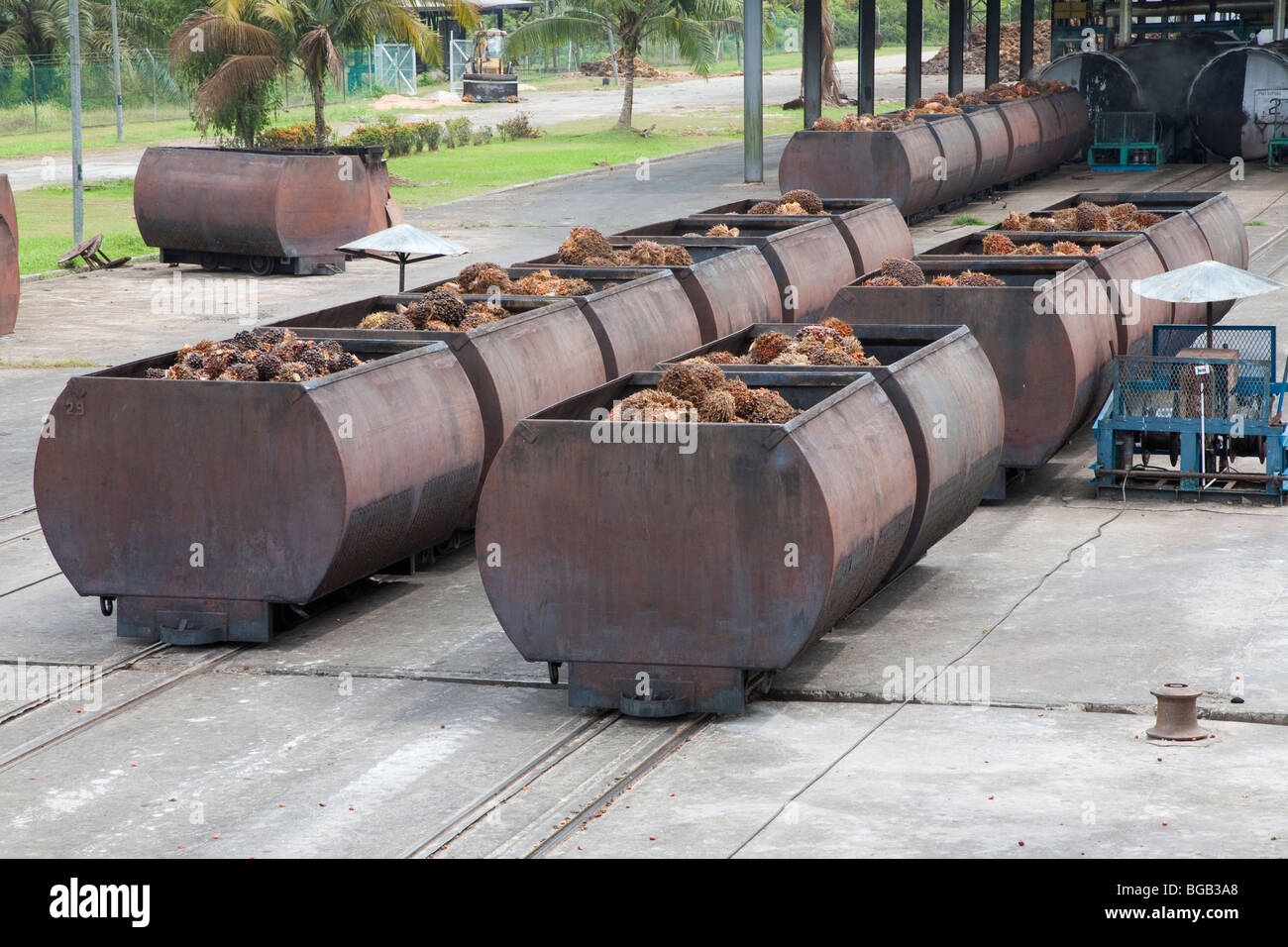 Huge metal containers full of oil palm fresh fruit bunches (FFBs) are ...