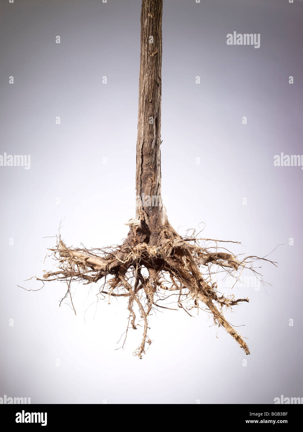 Tree roots hi-res stock photography and images - Alamy