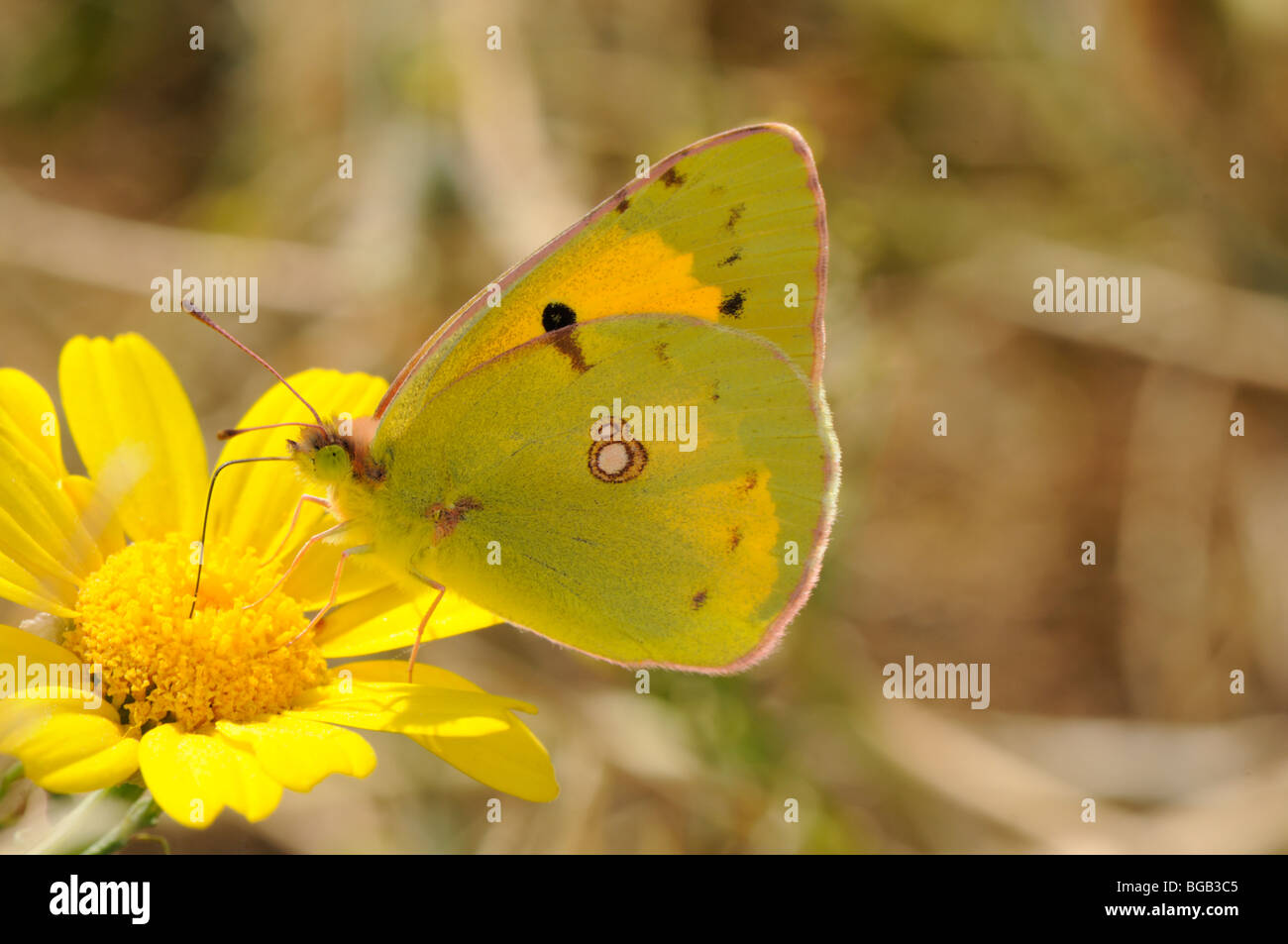 Butterfly yellow hi-res stock photography and images - Alamy