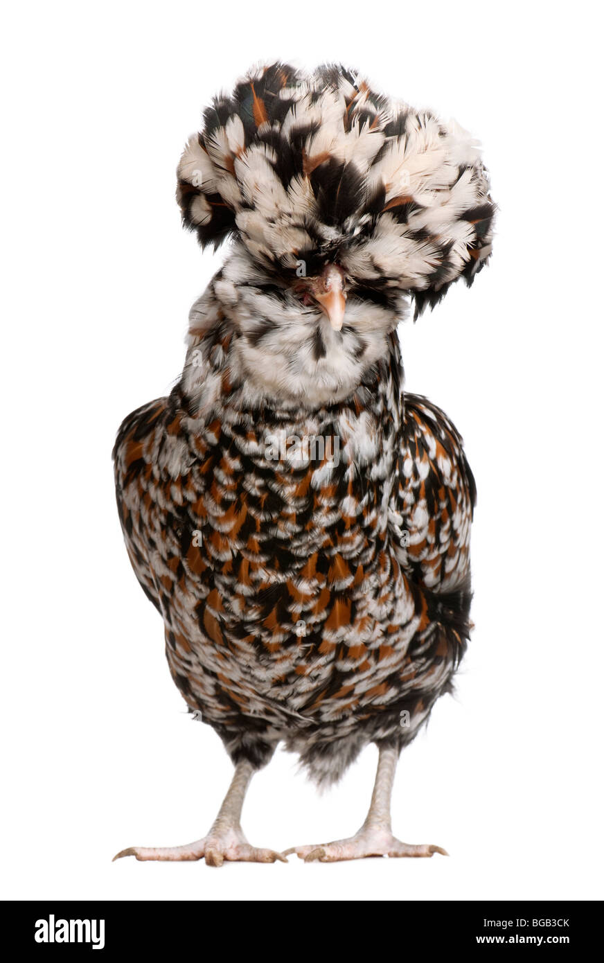 Polish chicken hi-res stock photography and images - Alamy