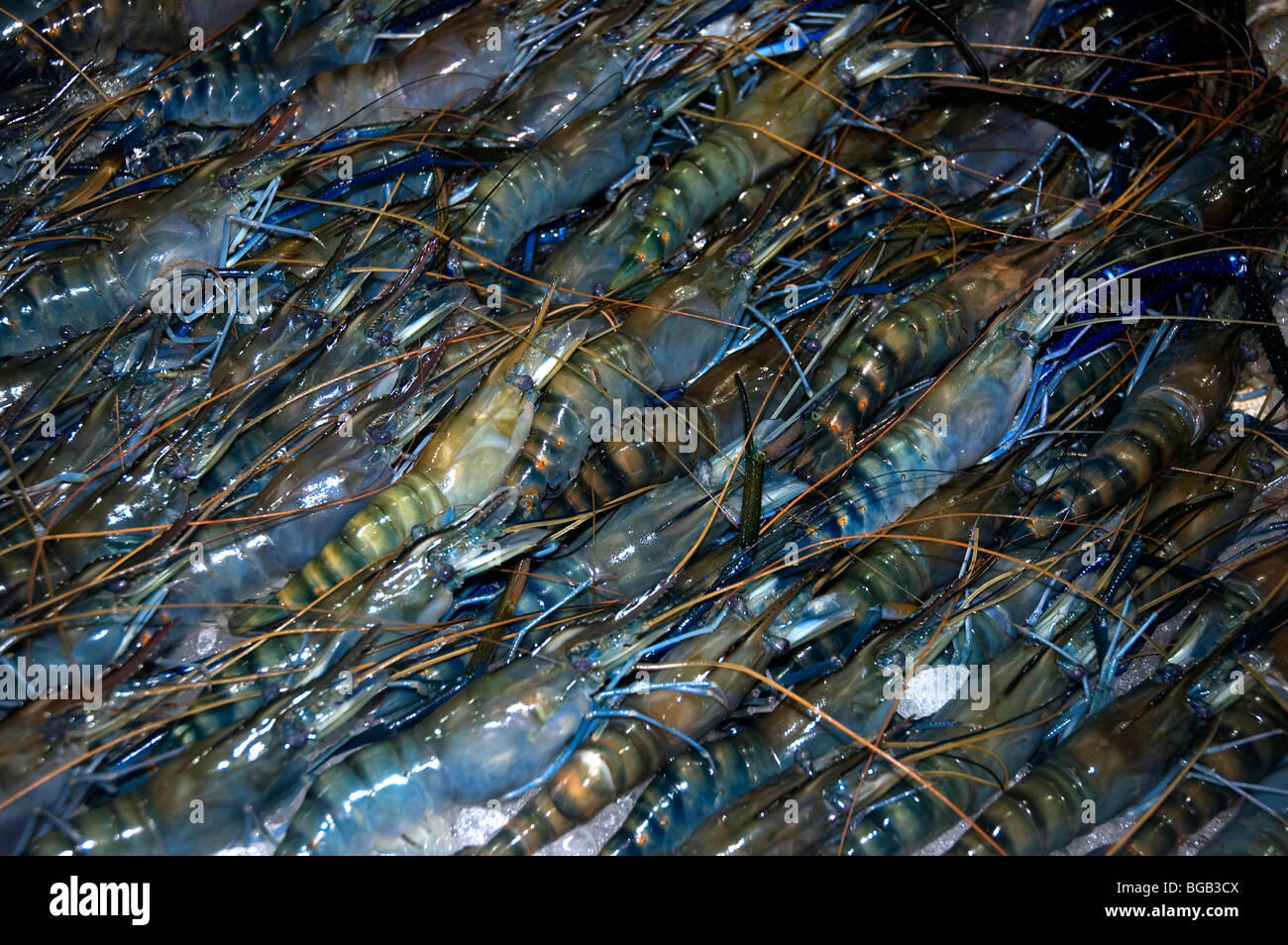 Farmed shrimp hi-res stock photography and images - Alamy