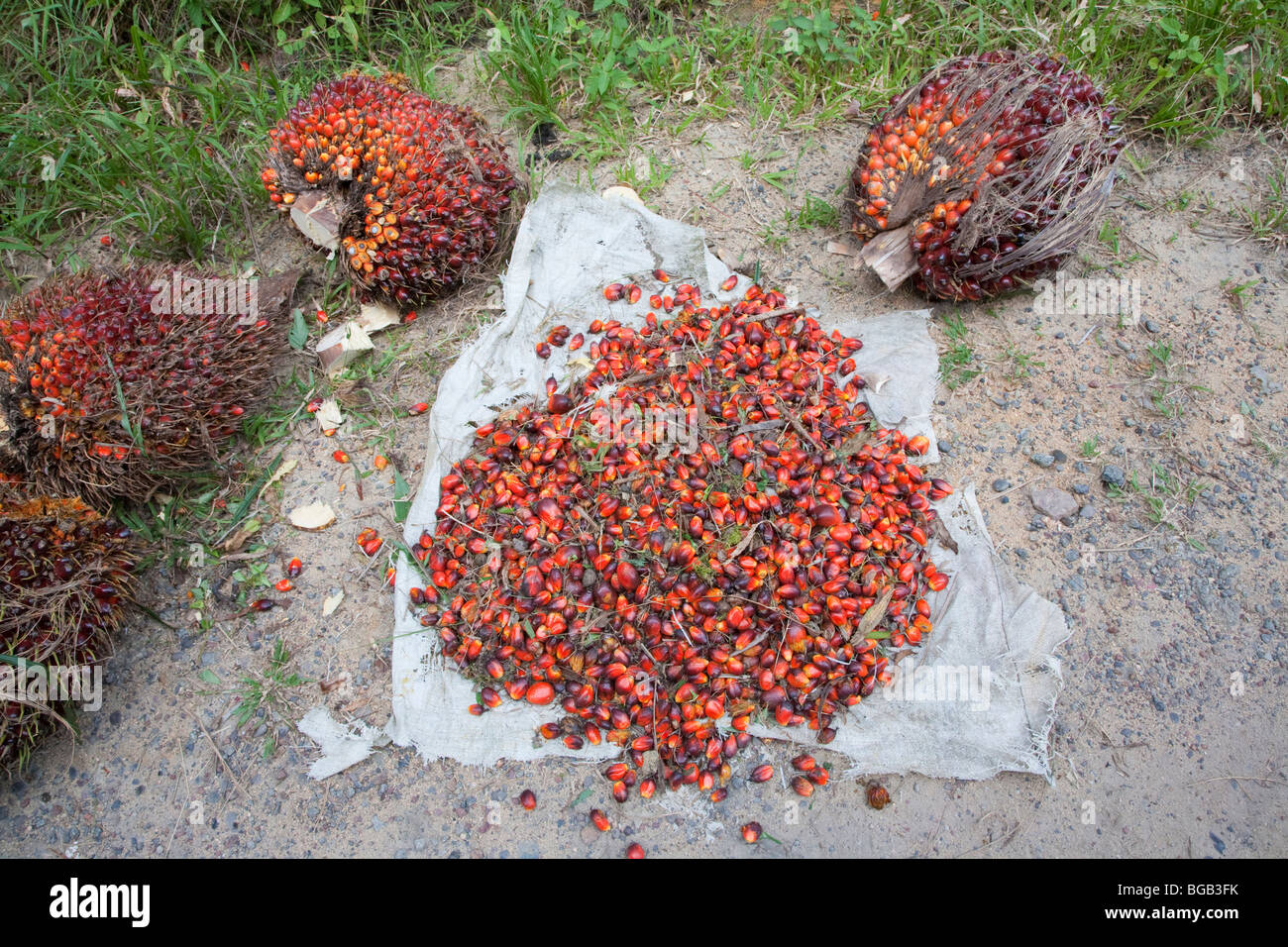 Oil Palm Fruit Bunch
