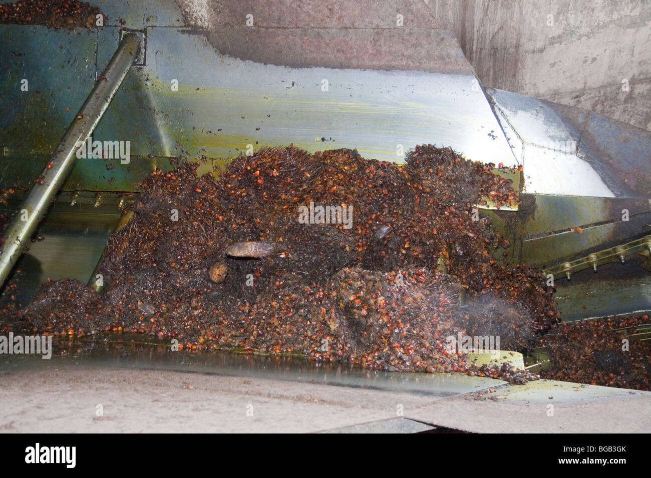 The steaming hot oil palm fresh fruit bunches (FFBs) are emptied out of ...