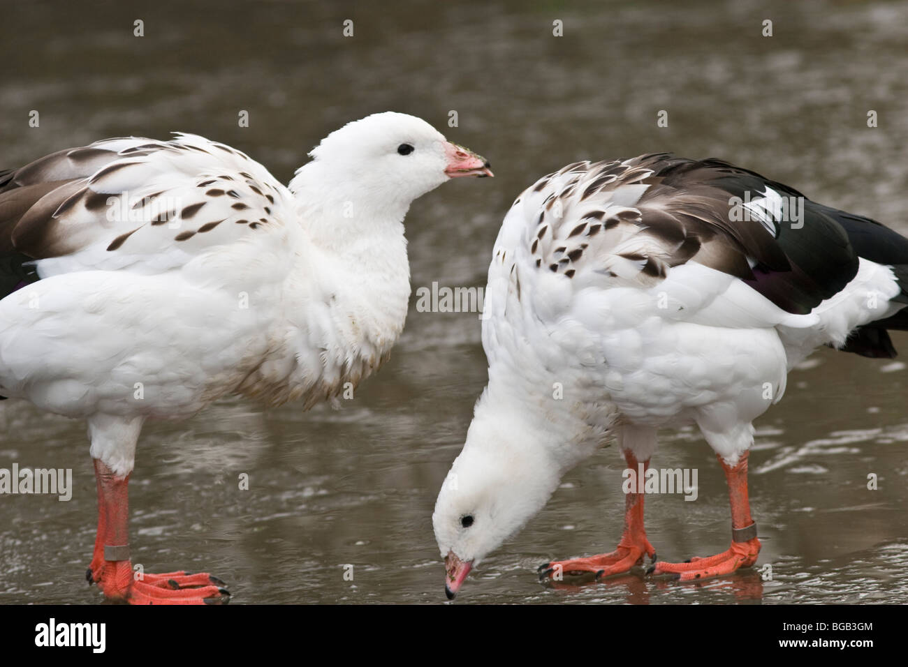 Andean geese hi-res stock photography and images - Alamy