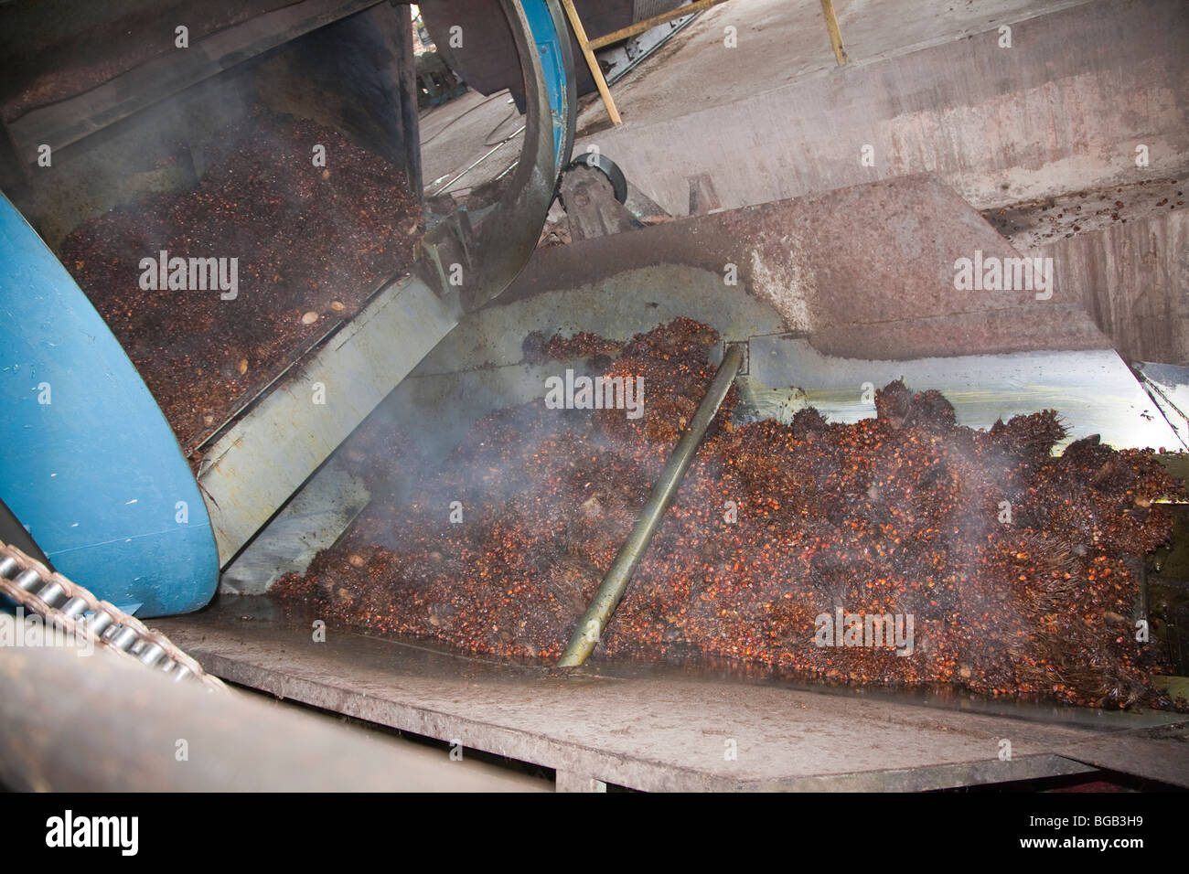 The steaming hot oil palm fresh fruit bunches (FFBs) are emptied out of ...
