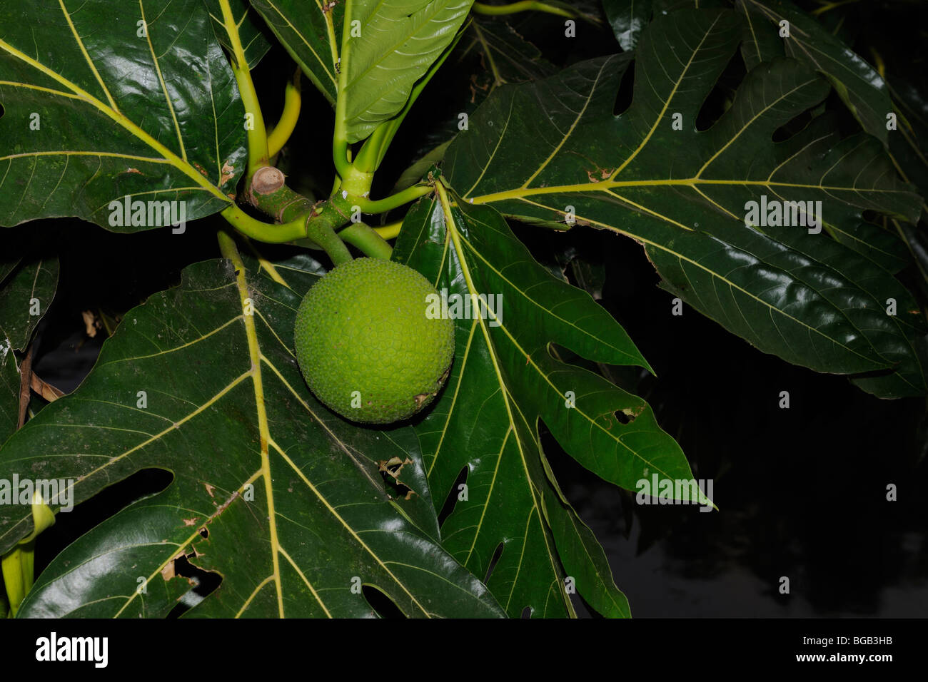 Breadfruit (Artocarpus altilis) branch and leaves with fruit on tree ...