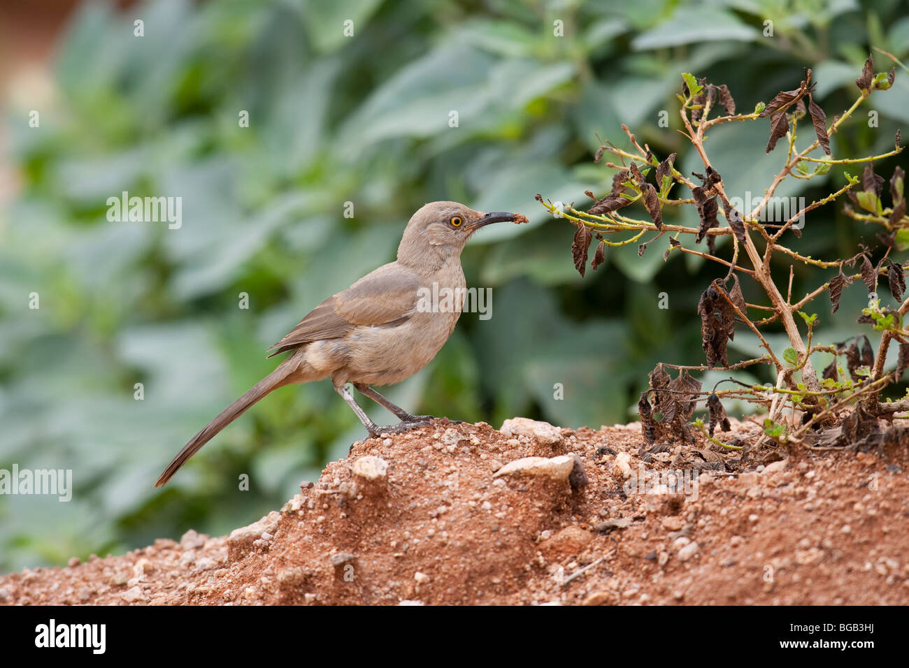 Curve-billed Thrasher (Toxostoma curvirostre palmeri), juvenile Stock ...