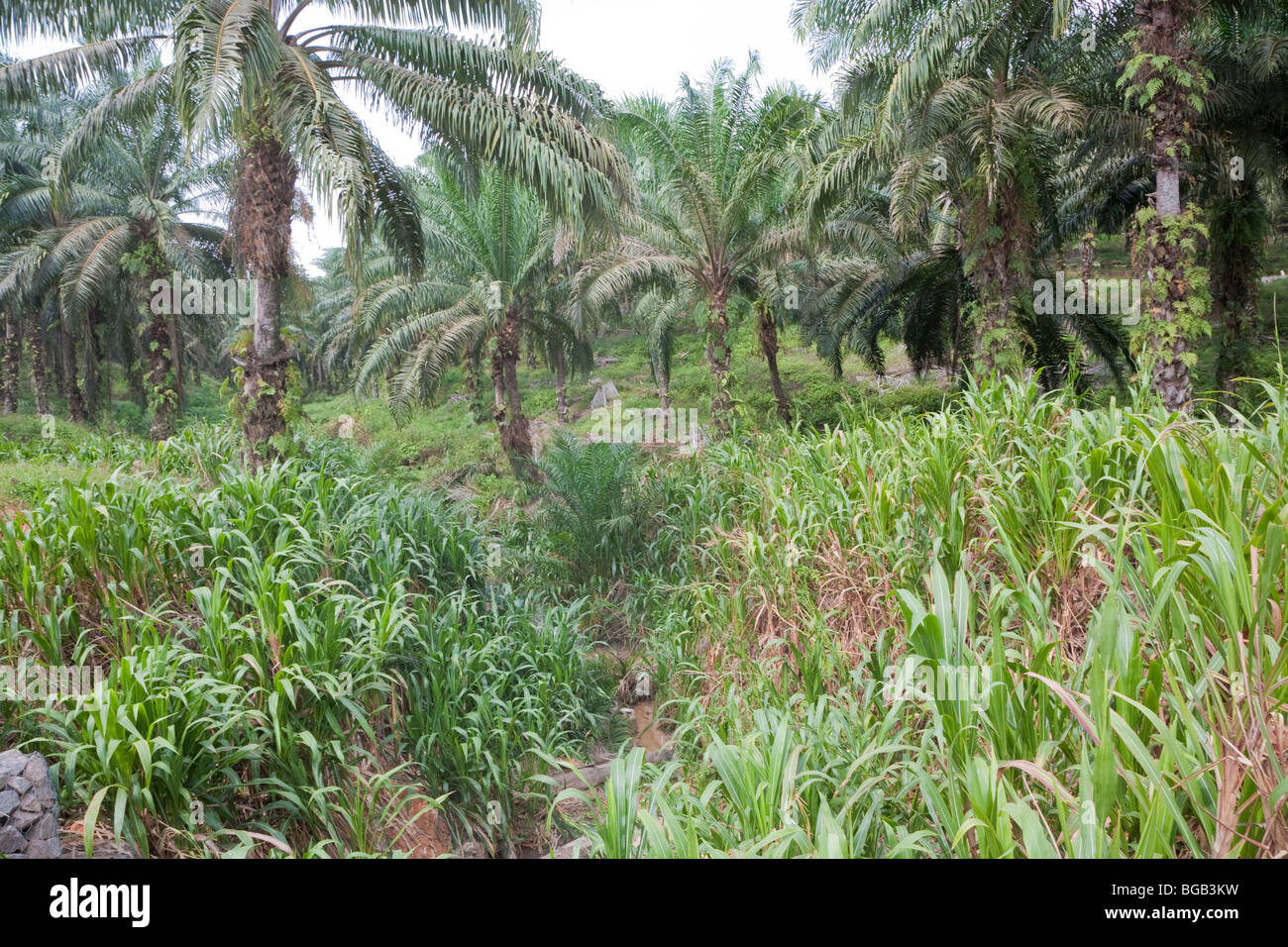 Guatemala Grass High Resolution Stock Photography and Images - Alamy