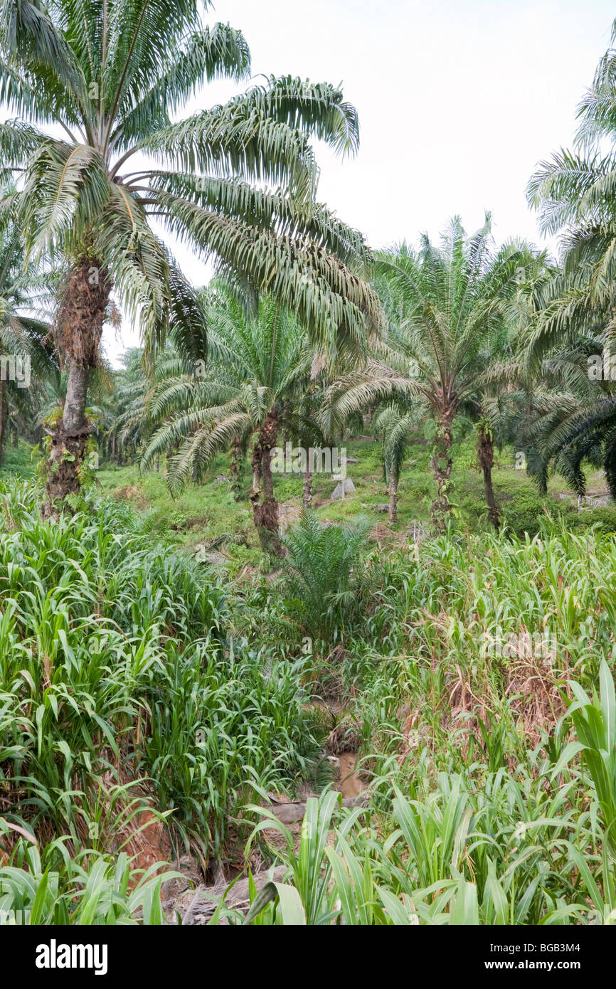Guatemala grass hi-res stock photography and images - Alamy