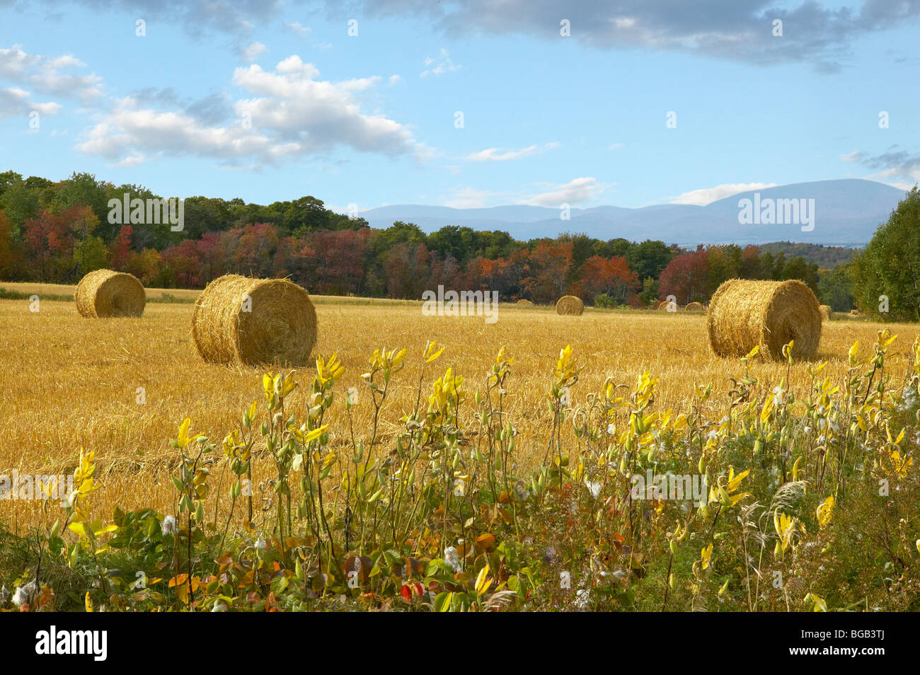 Round hay bales in field, Quebec, Canada Stock Photo - Alamy