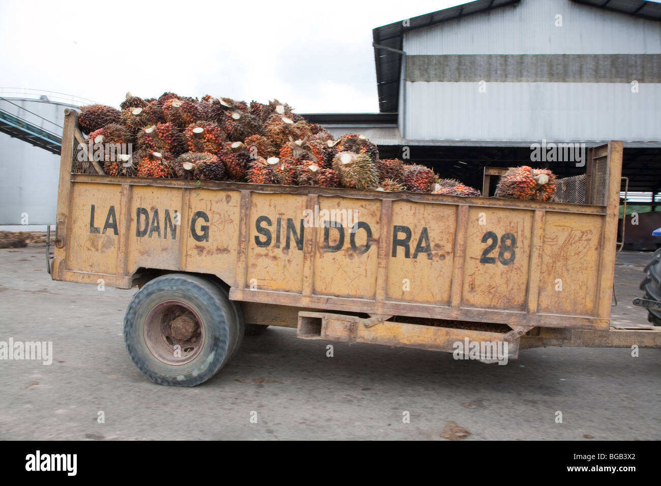 A load of oil palm fresh fruit bunches (FFBs) in a cart heading to the ...
