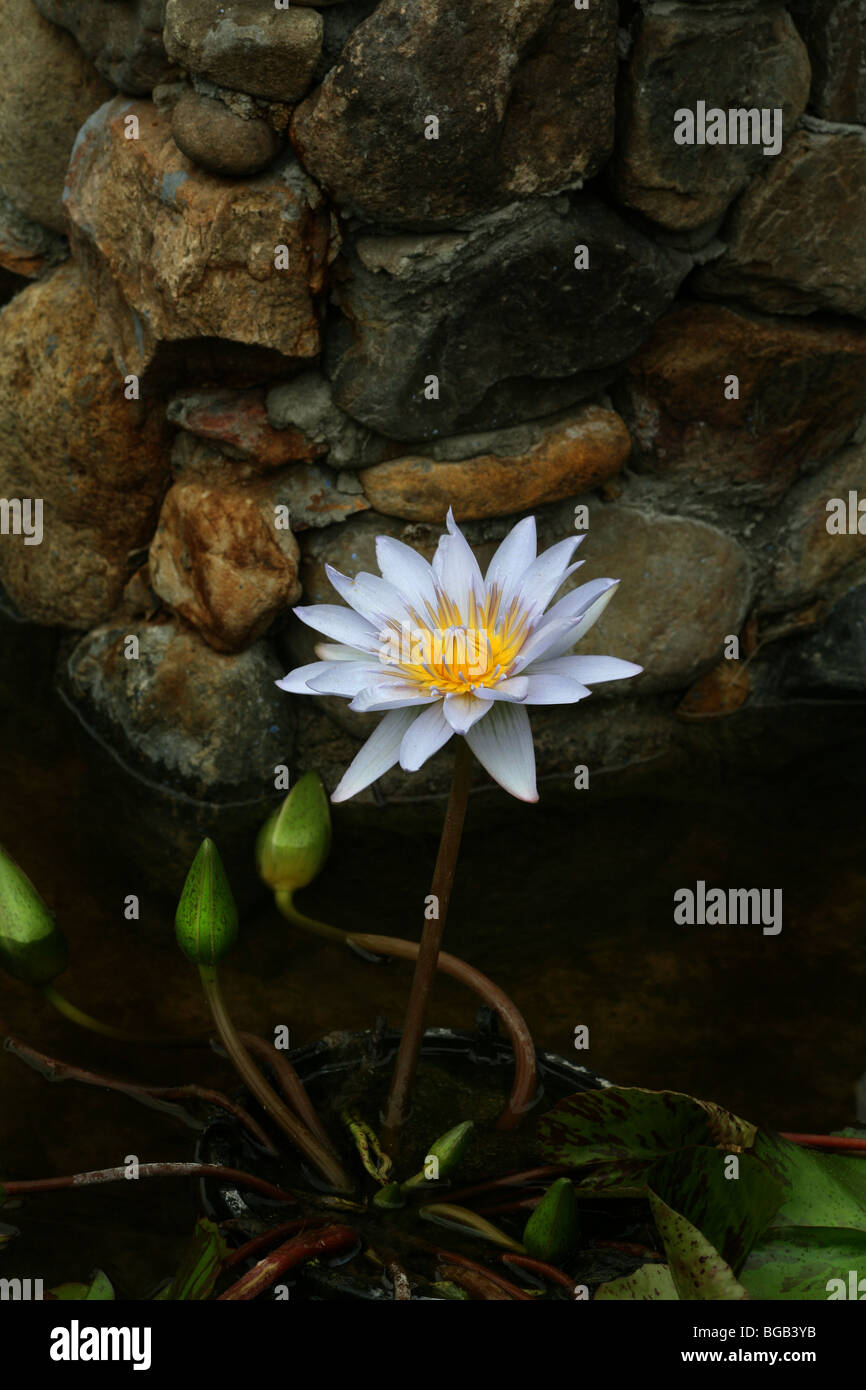 Rock lily hi-res stock photography and images - Alamy