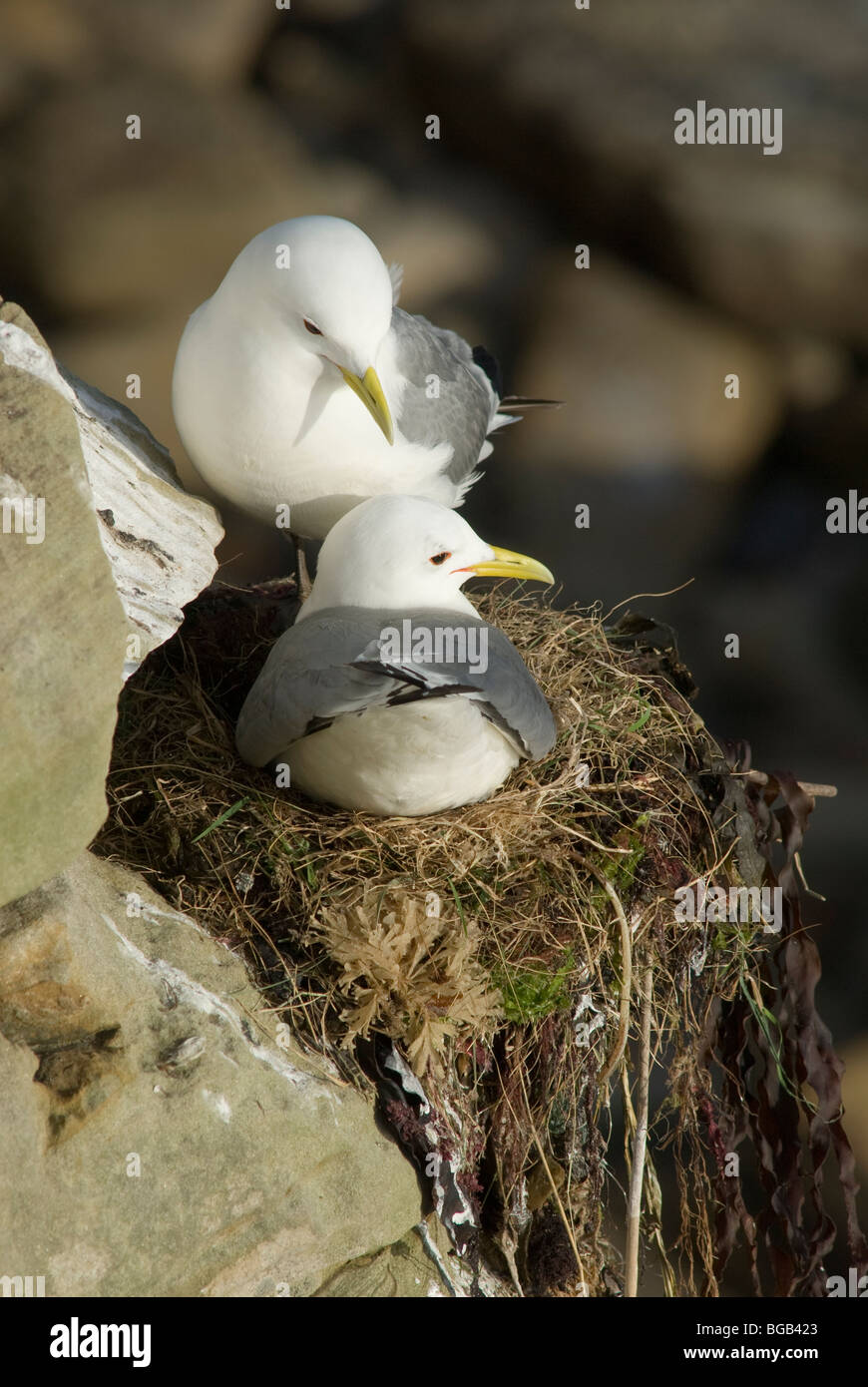 Kittiwake nest hi-res stock photography and images - Alamy