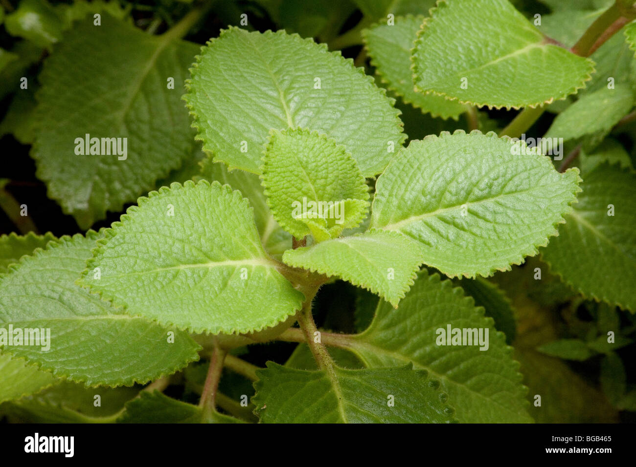 Indian borage plant close-up Stock Photo - Alamy