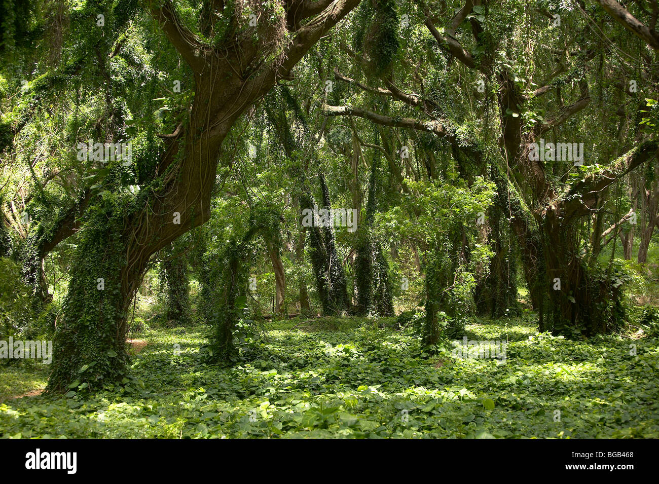 Jungle forest trees in Maui, Hawaii Stock Photo - Alamy