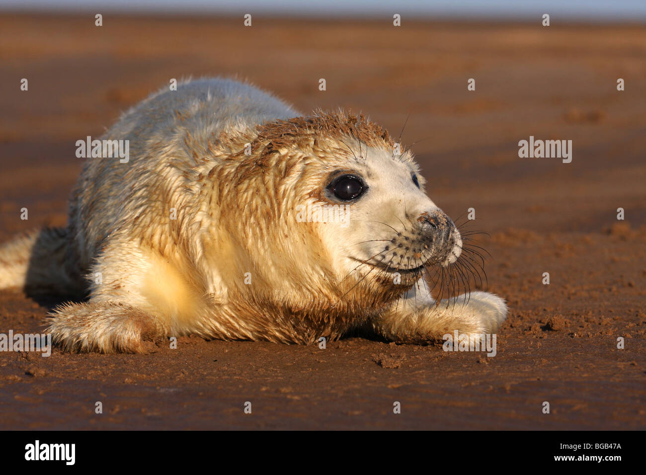 Donna Nook, Grey seals, international, conservation, grey seal colony ...