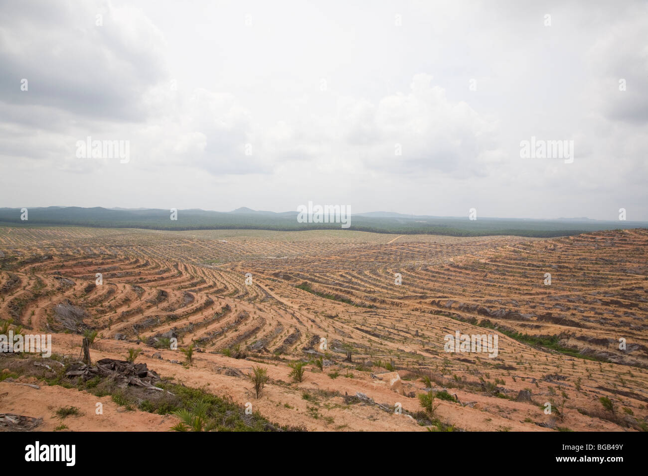 Palm Oil Plantation High Resolution Stock Photography and Images - Alamy