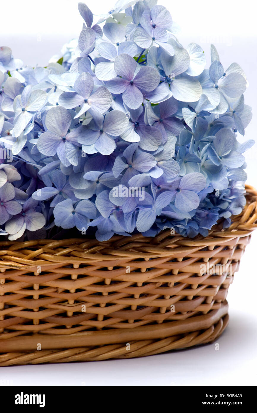 Hydrangeas basket hi-res stock photography and images - Alamy