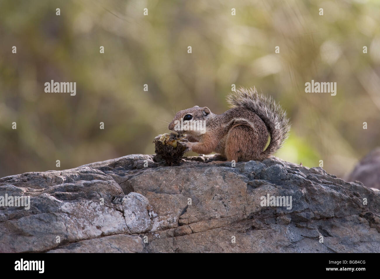 Yuma Antelope Squirrel (Ammospermophilus harrisi), eating cactus fruit ...
