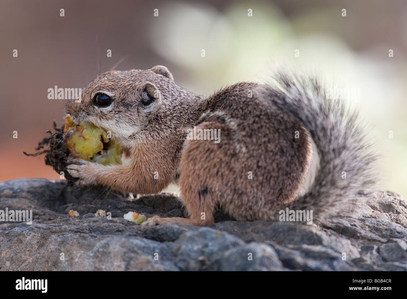 Ammospermophilus harrisi hi-res stock photography and images - Alamy