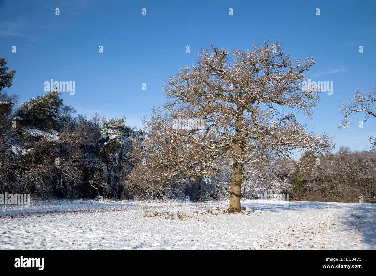English oak tree in winter hi-res stock photography and images - Alamy