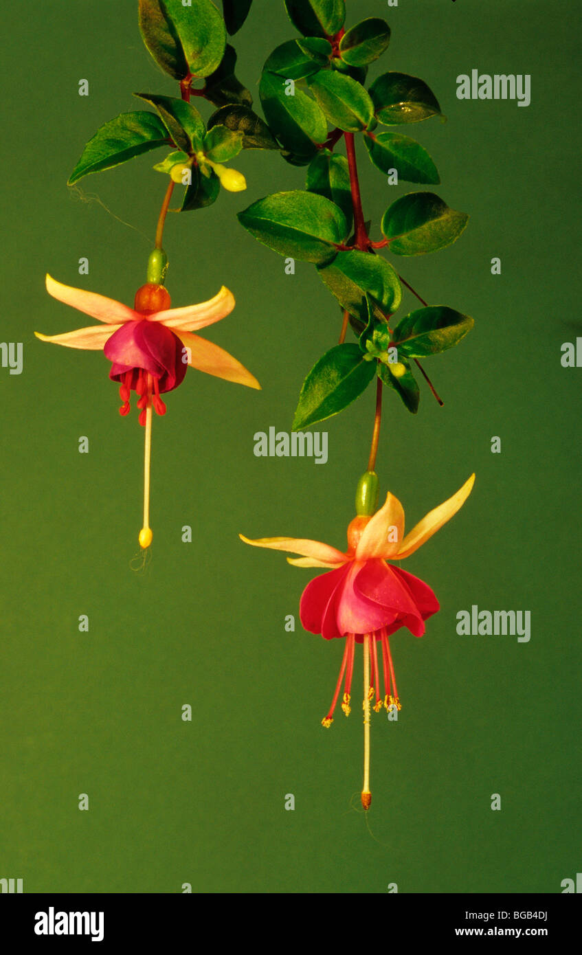 Two Fuchsia Flowers Stock Photo - Alamy