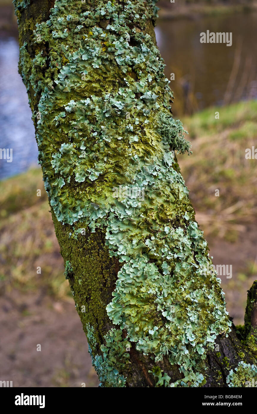 Moss Covered Tree Stock Photo - Alamy