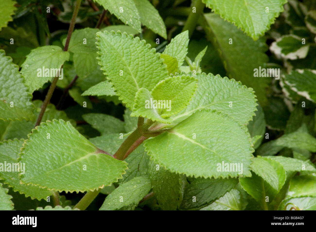 Indian borage plant close-up Stock Photo - Alamy