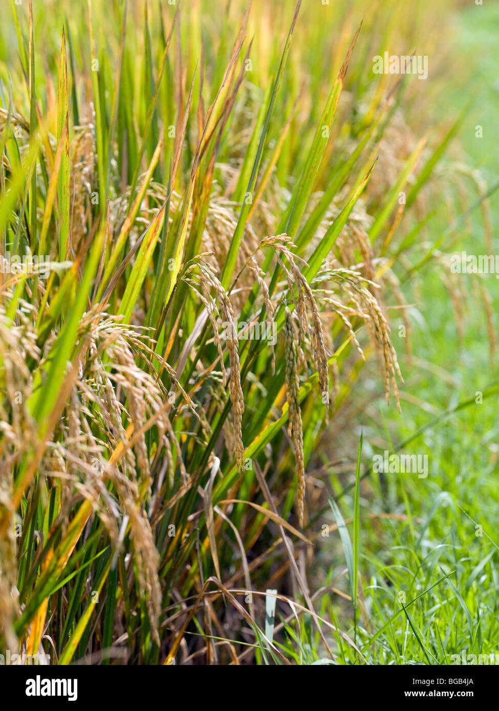 Bali, Indonesia; Grass Going To Seed Stock Photo - Alamy